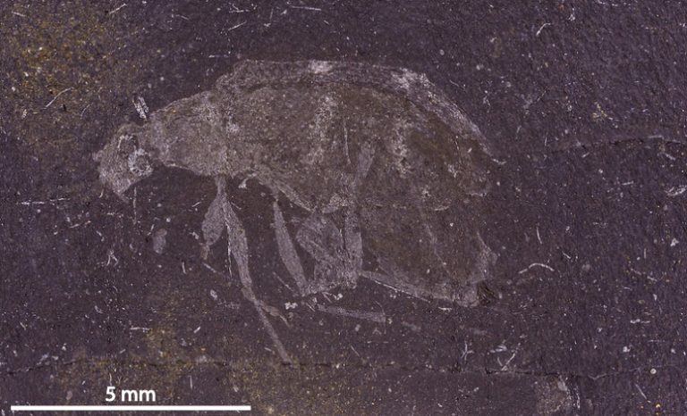 Solite Quarry Specimen Pictures - The Geology of Virginia