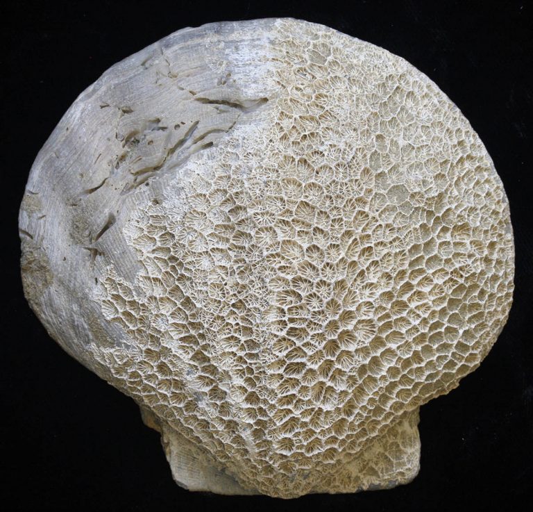 Coastal Plain - The Geology of Virginia