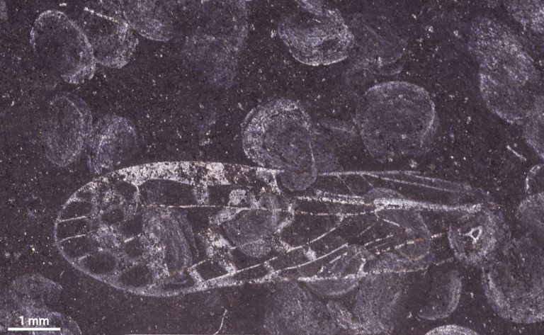 Solite Quarry Specimen Pictures - The Geology of Virginia